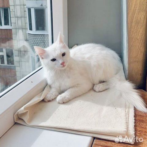 Очень ласковая кошечка в добрые руки