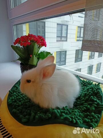 Декоративный кролик