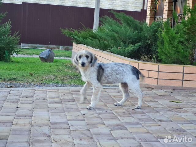 Собака в добрые руки щенок