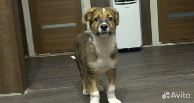 Щенки и один котёнок