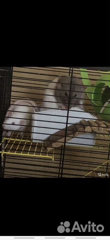 Крыса дамбо с клеткой