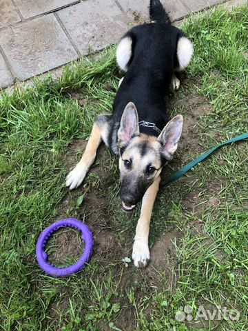 Щенок 9 месяцев. Папа немецкая овчарака, мама лайк