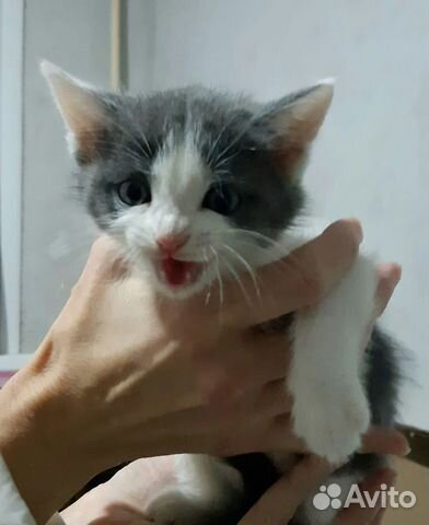 Котёнок Элисса ищет хозяина. В хорошие руки