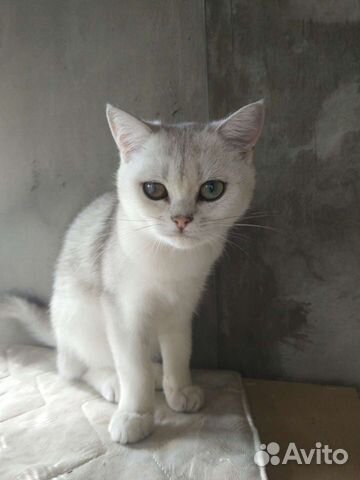 Серебряная шиншилла котенок девочка