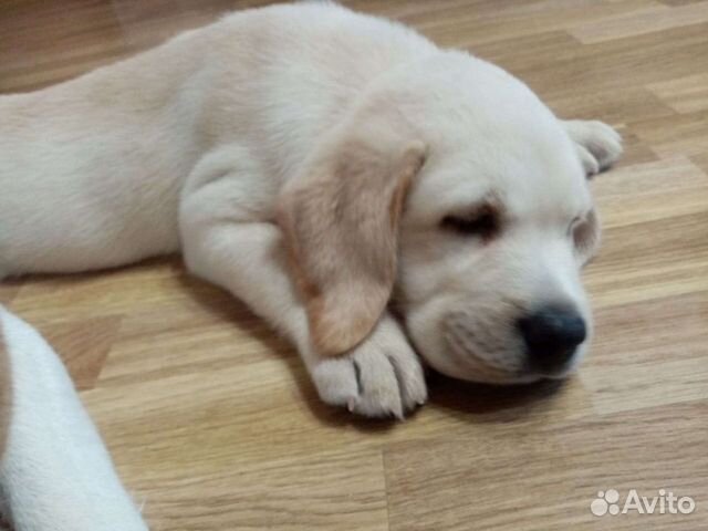 Щенки лабрадора