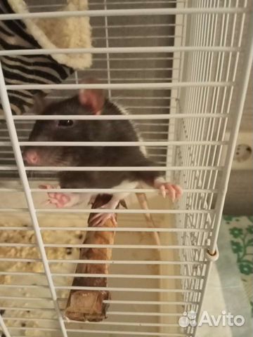 Декоративная крыса породы (хаски )