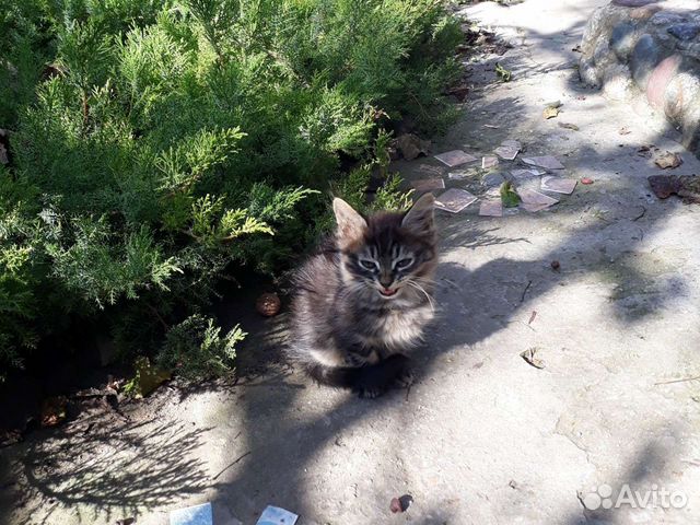 Котик бесплатно