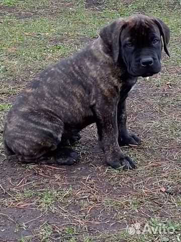 Южноафриканский бурбуль щенки