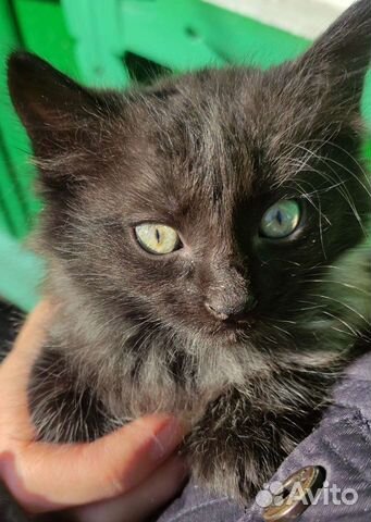 Пушистый котёнок как медвежонок