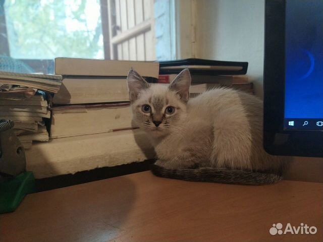 Двое котят в добрые руки