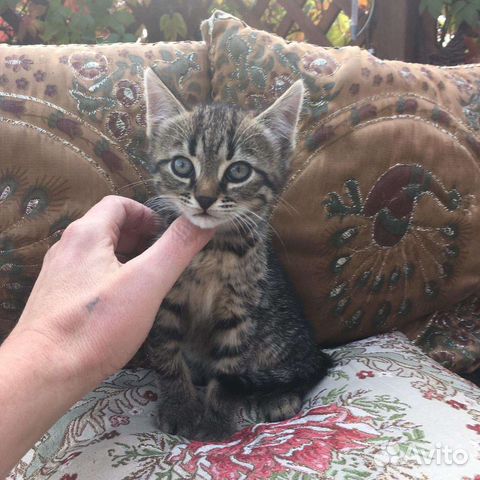 Котята в дар