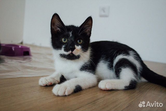 Котик Кокос ищет дом 4 мес (приют)