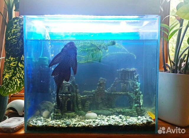 Аквариум