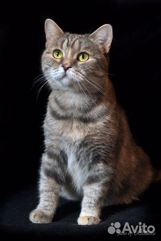 Ласкуша и красотка Шанталь