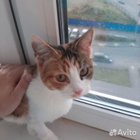 Девочка котенок в добрые руки
