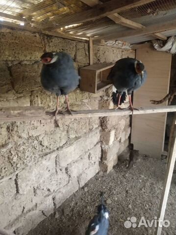 Попугаи и фазаны