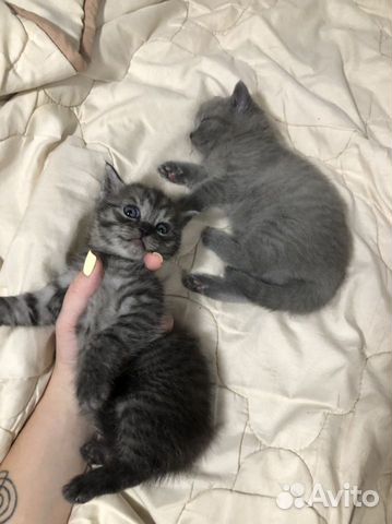 Шотладский котенок