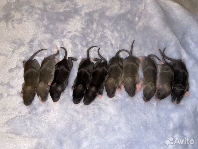 Крысята дамбо черные, агути