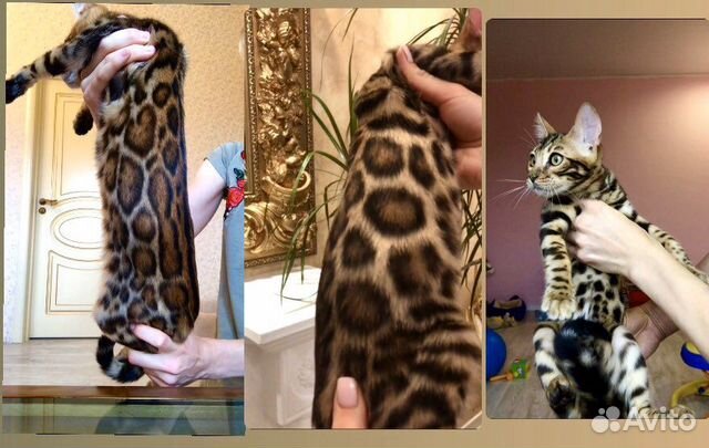 Питомник бенгалов «Оберег Велеса»