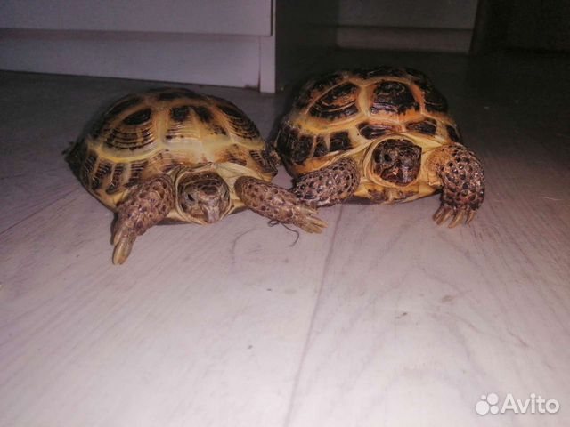 Сухопутные черепахи