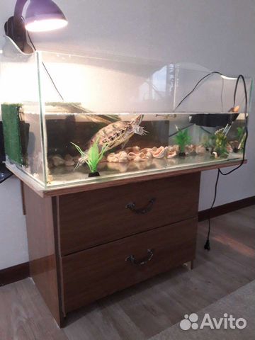 Красноухая черепаха