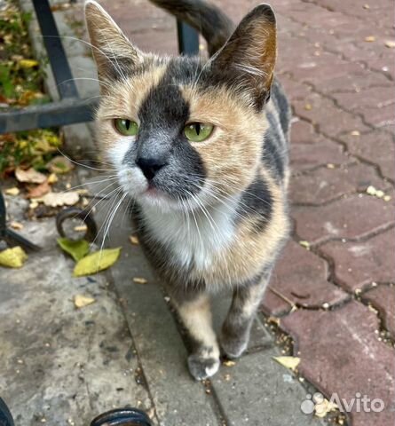 Кошечка в добрые руки