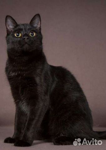 Котик феликс- великолепный