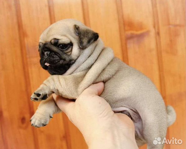 Щенки мопса