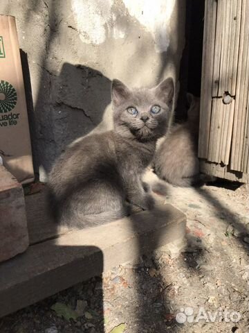 Котята Экзотической кошки