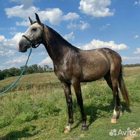 Молодой двухлетний жеребец