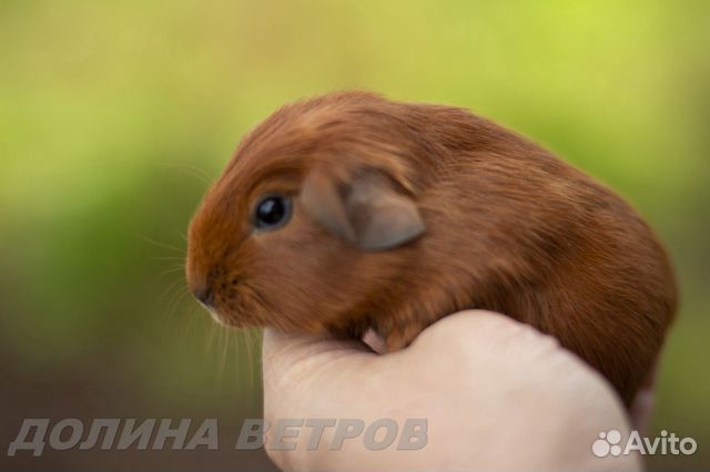 Свинка самочка гладкошерстная
