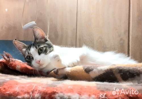 Необыкновенно ласковый котенок девочка 10 месяцев