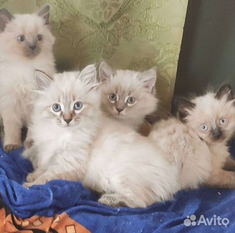 Невский маскарадный котик