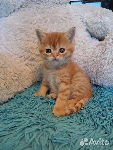 Котенок красотулька