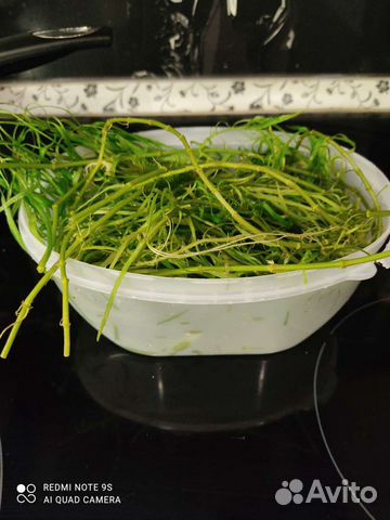 Прополка растений в аквариум