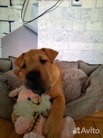 Собака в добрые руки щенок