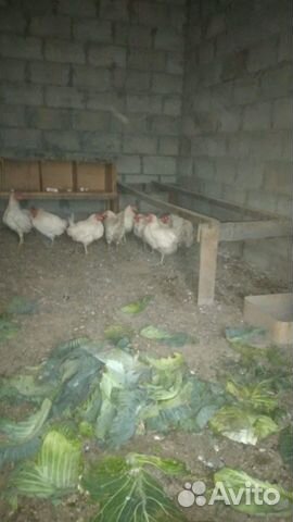 Башкирские несушки