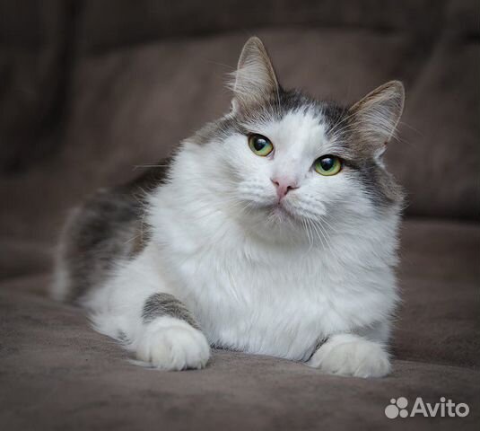 Котик Вася (1 год) шикарный пацанчик ищет дом