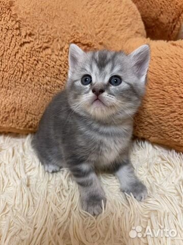 Шотландские котята