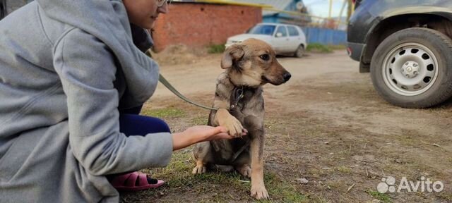 Щенок стерилизованная Девочка