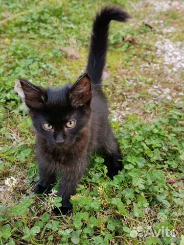 Котенок мальчик 2.5мес