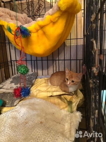 Ищем дом для рыжика