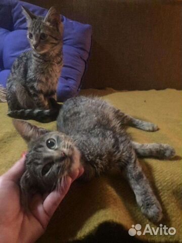 Полосатые котята