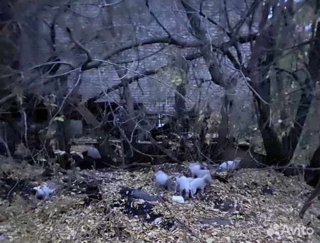 Отдадим в добрые и любящие ручки щеночков