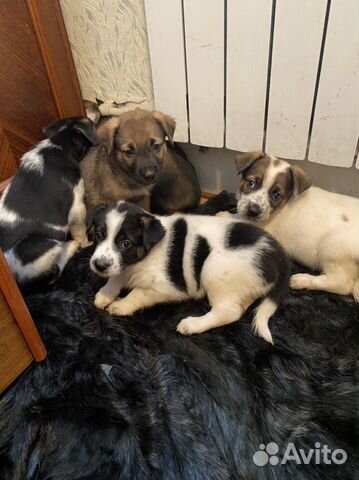 Щенок в добрые руки