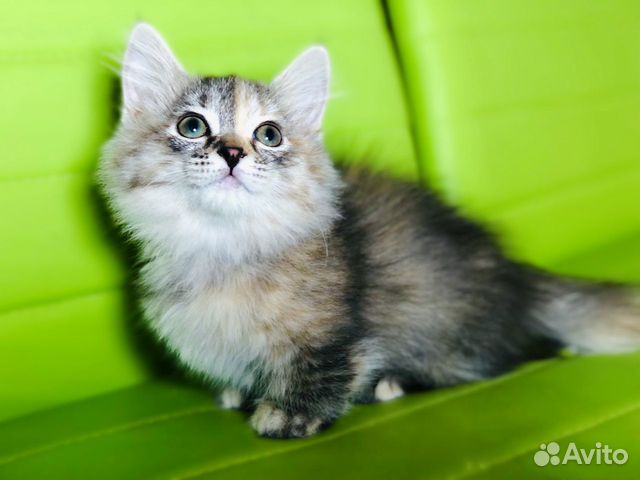 Клеопатра. Эксклюзивная малышка супермини