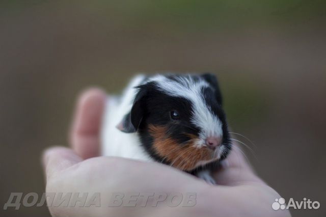 Домашняя морская свинка крестед самка
