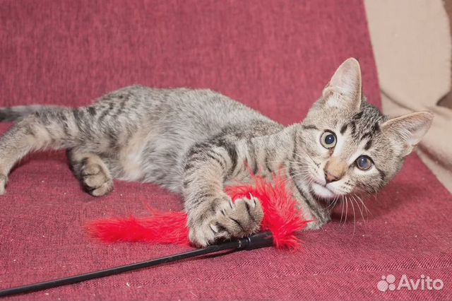 Котенок в добрые руки