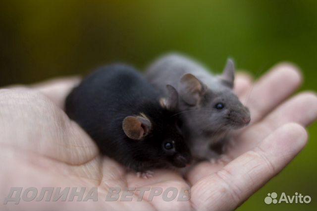 Ручные декоративные мышки