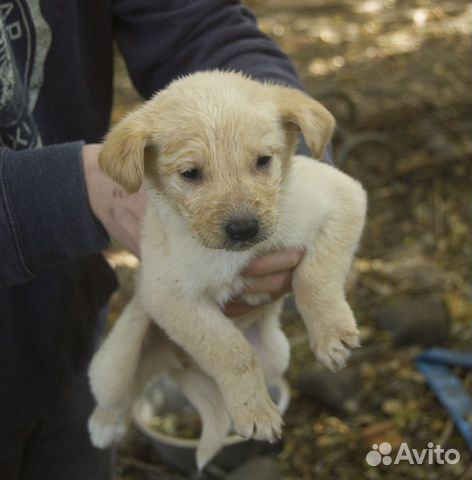 Метисы лабрадора. Мальчики и девочки